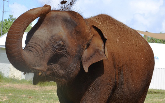 Auckland zoo's lone elephant gains a friend