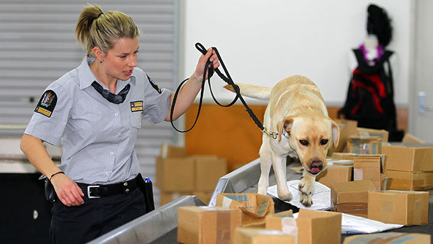 Detector dogs improve biosecurity compliance