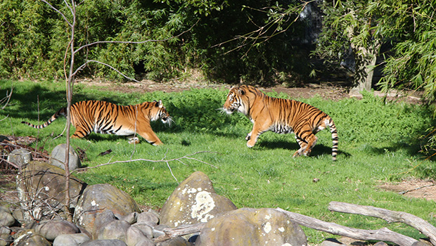 Hamilton zoo reopening after tiger attack