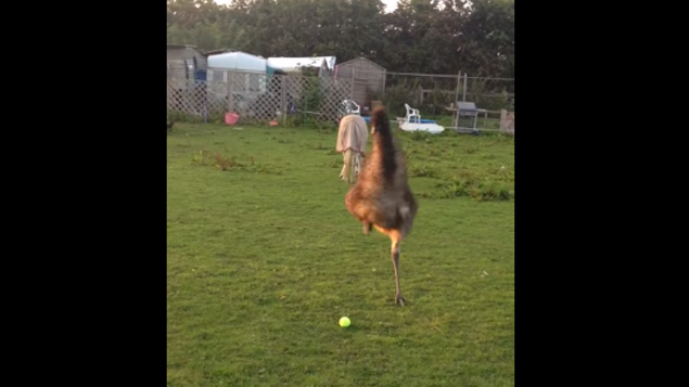 WATCH: Excited pet emu plays catch