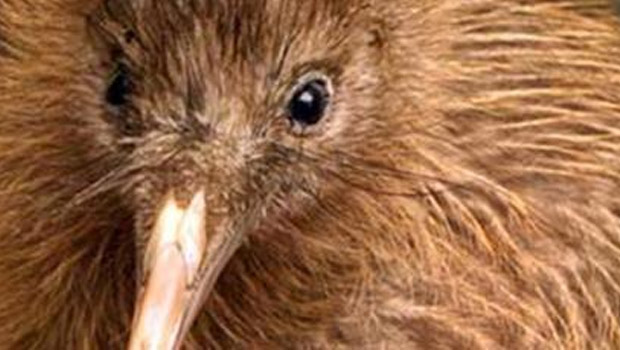 A homecoming for 50 rare rowi kiwi