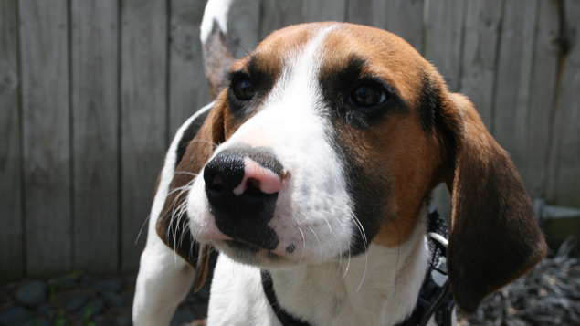 MPI has 'giant' biosecurity dogs in the making