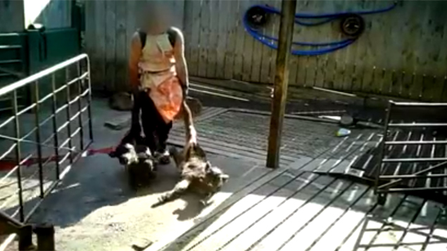 MPI laying charges over alleged bobby calf abuse