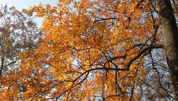 Ethically Kate: 4 sustainable things to do this autumn