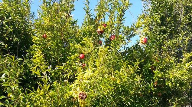 Jacque Tucker: Unusual fruits on the trees