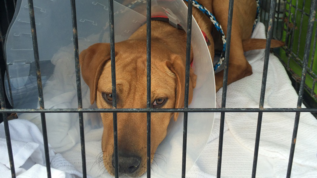 Man sentenced for botched dog castration