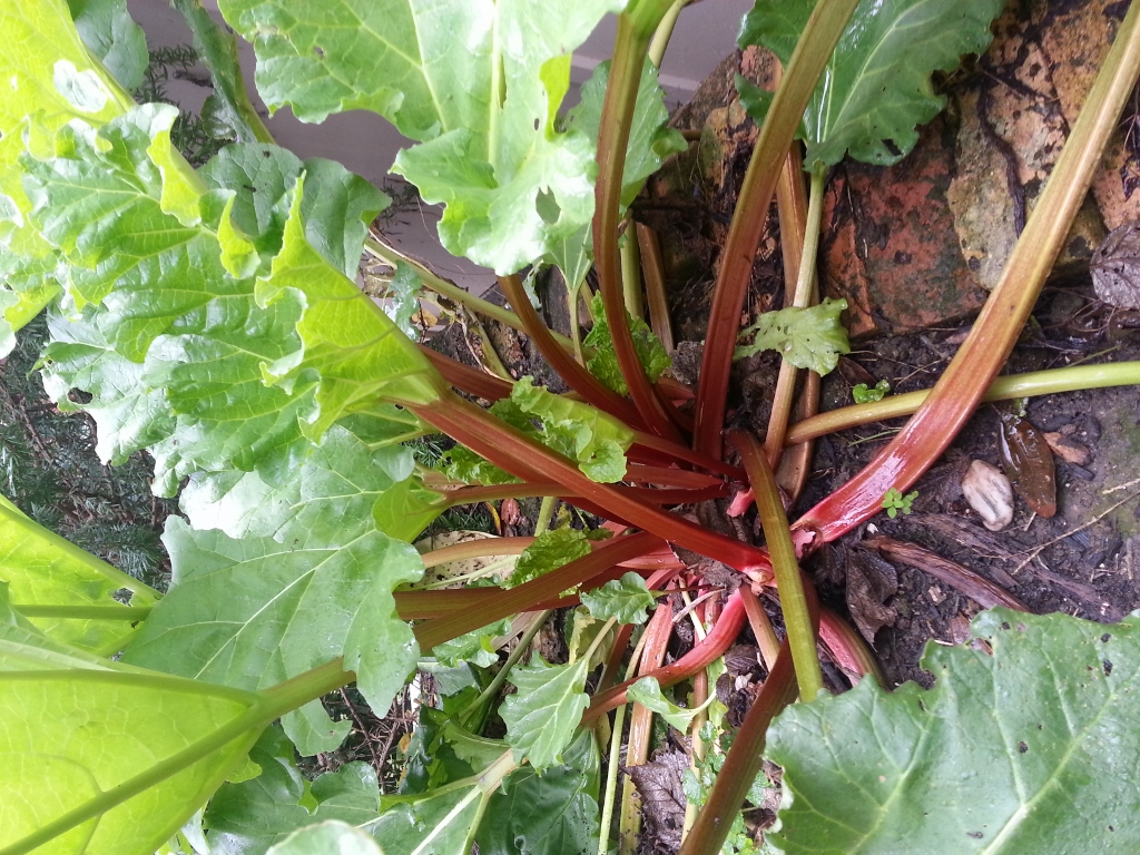 In the garden with Jacque Tucker: Rhubarb, rhubarb
