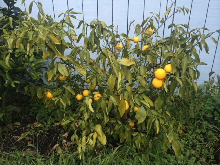 Jacque Tucker: Lemon problems