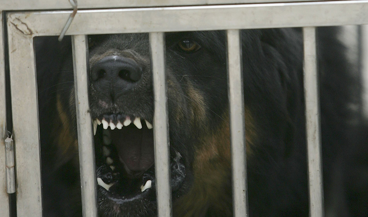 Council applauds new rules on high-risk dogs