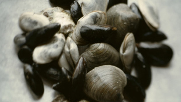 'Millions' of dead shellfish wash up on Waihi Beach