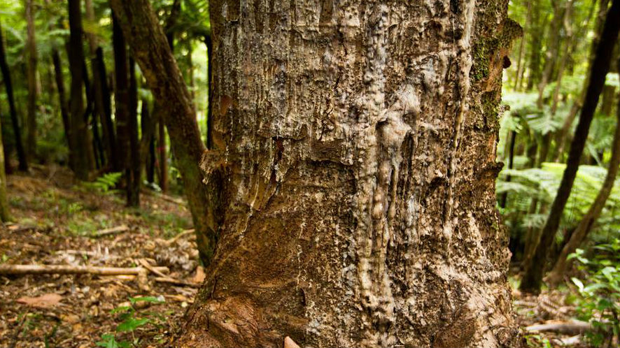 Kauri dieback fight needs money