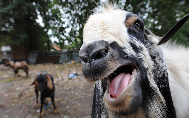 Screaming goat causes confusion for police