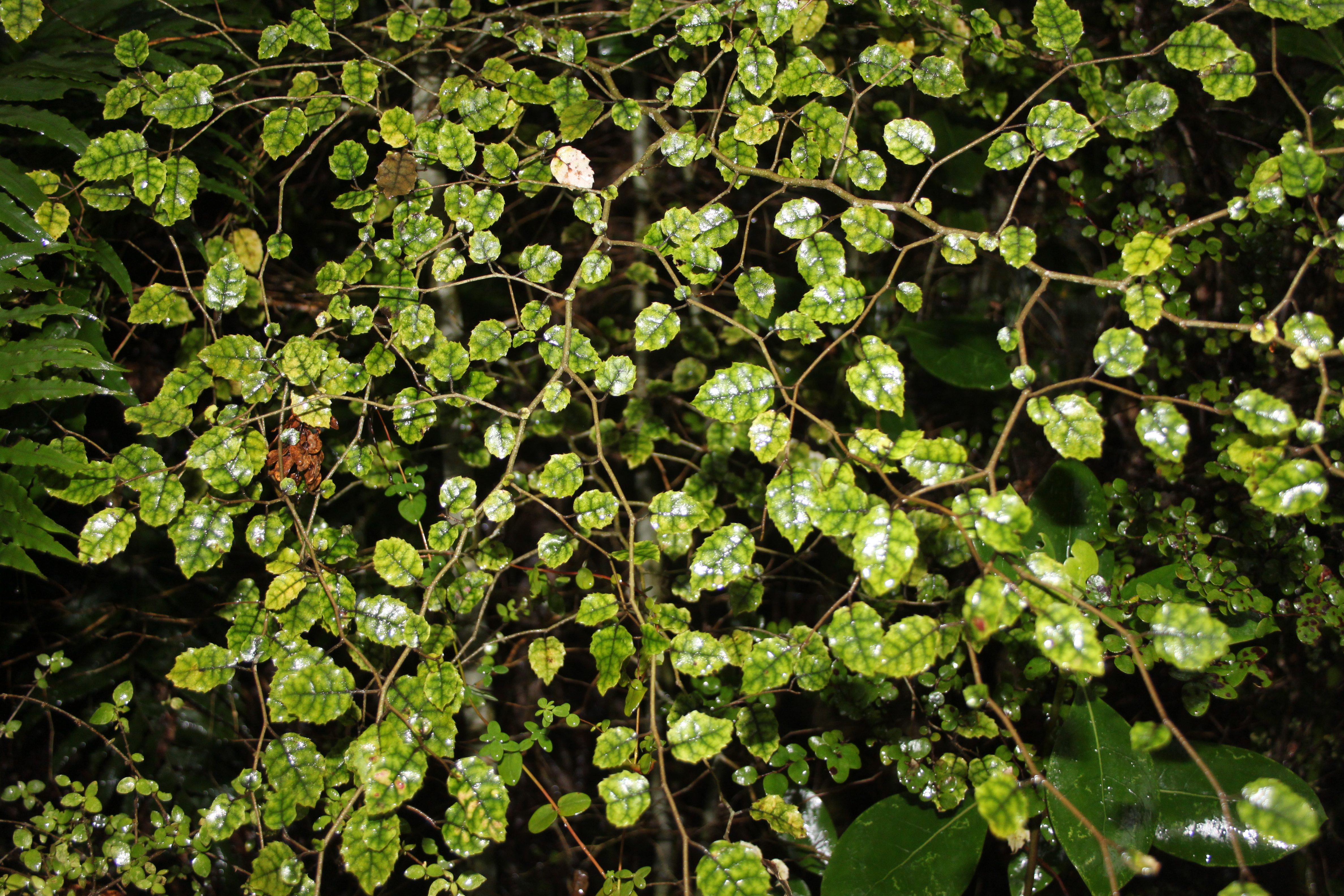 Ruud Kleinpaste: Significant trees