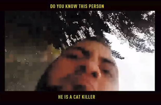 Kitten stomped to death in 'horrific' video