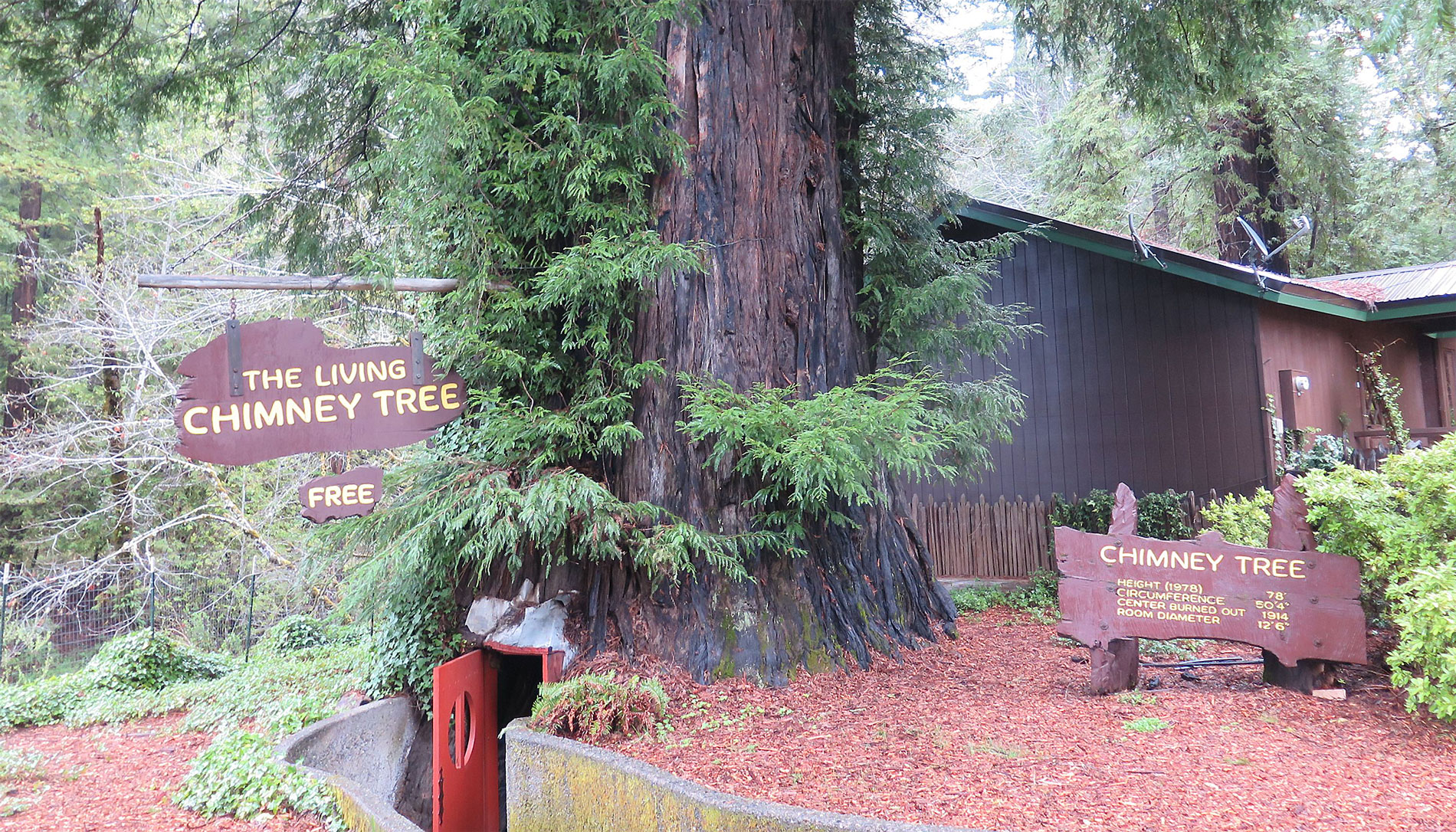 Communing with California’s Redwoods