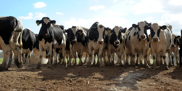 Canterbury farmers say they're 'doing their bit' despite intensification