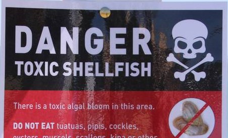 Warning not to take potentially deadly shellfish from Bay of Islands