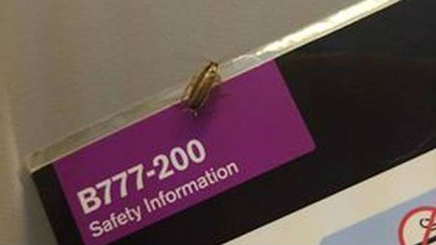 Cockroaches appear on Air NZ plane again