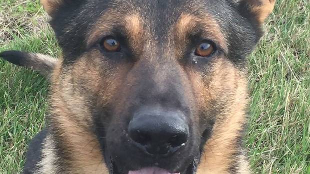 Police dog Dirk battles for fitness after surgery to remove spine tumour