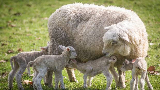Rare birth: Ewe has quadruplets on Rotorua lifestyle block