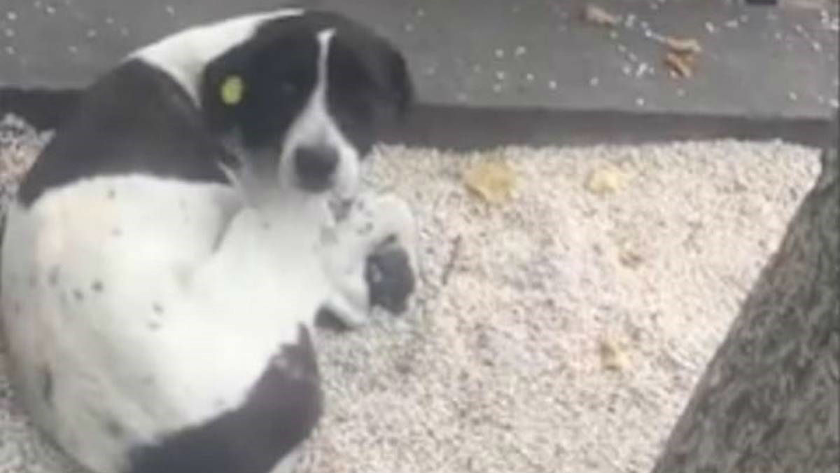 Emotional moment owner finds his lost dog after three years