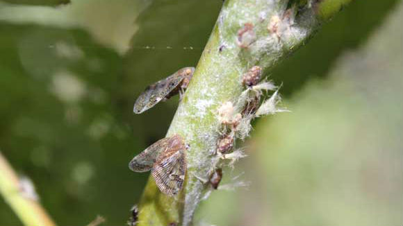 Gardening: How to combat Passionvine hoppers