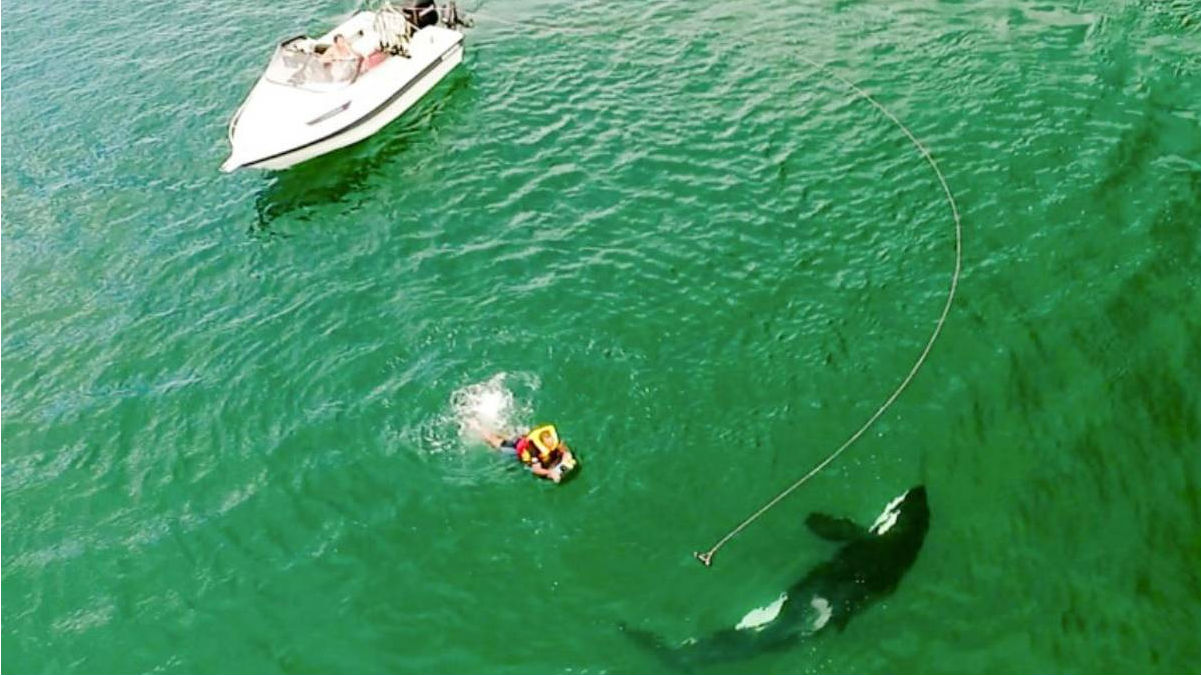 Watch: Kneeboarder's close encounter with orca at Whangaparaoa
