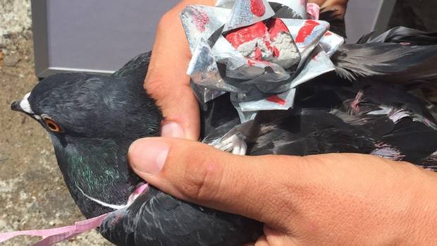 Wellington's pigeon decorator still at large