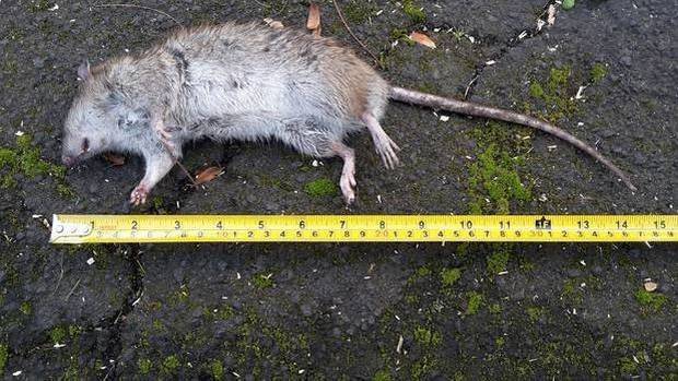 Rats are swarming NZ suburbs - how do we get rid of them?