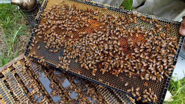 Unique Manuka Factor Honey Assoc. CEO: John Rawcliffe says Manuka is a ...