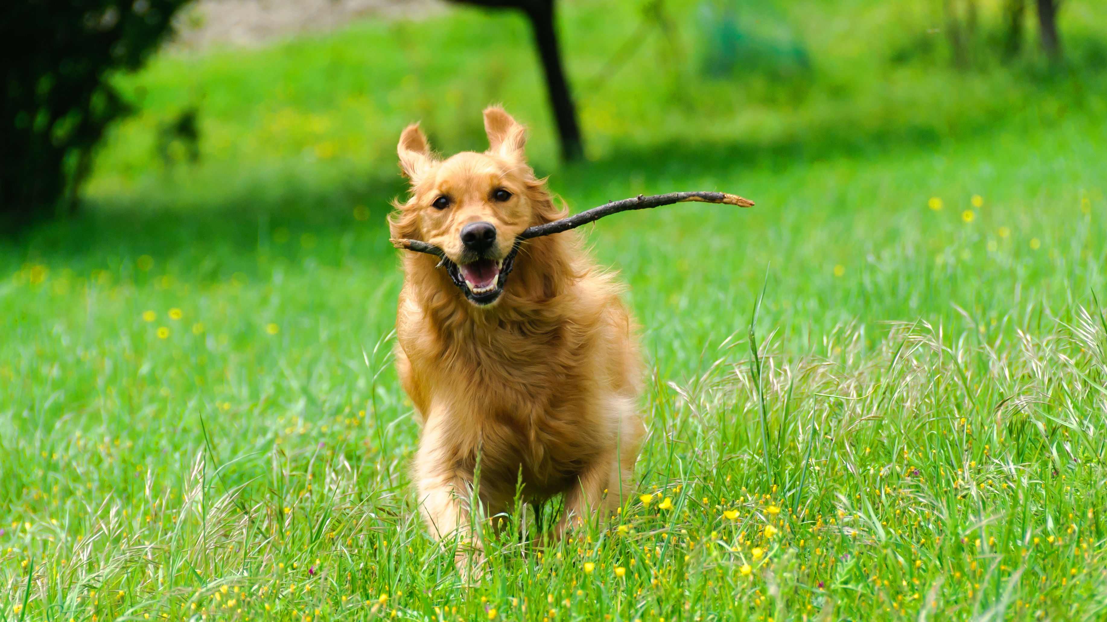 Canterbury man's 'stick library' for dogs goes viral