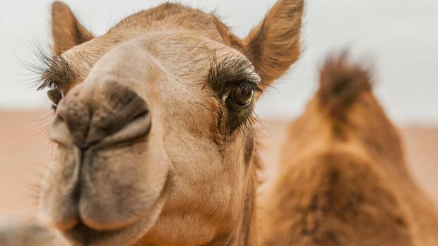 Woman sues TripAdvisor after falling off runaway camel