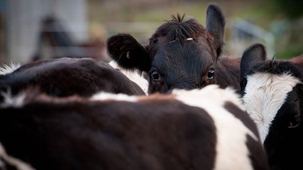 Federated Farmers: Mycoplasma bovis tax unfair on struggling farmers