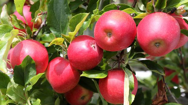 Rockit apples are expanding the brand into South Island