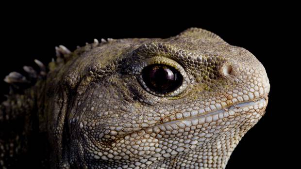 Revealed: the genetic secrets of NZ's 'living fossil' tuatara