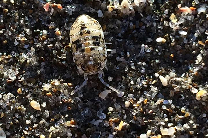 Bug expert Ruud Kleinpaste explains the 'Mount Mauler' bug mystery