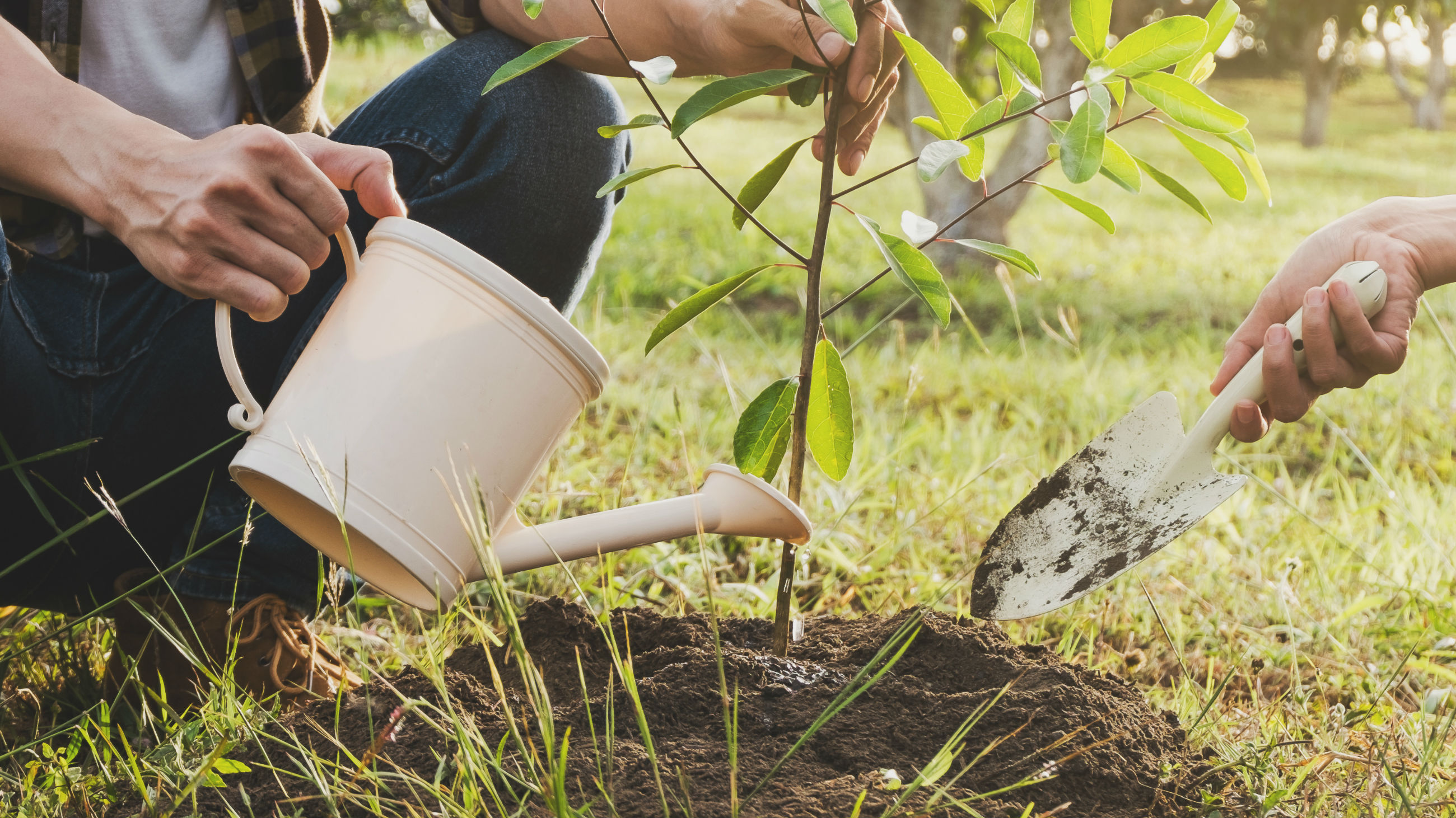 Ruud Kleinpaste: Things to consider when planting and transplanting trees
