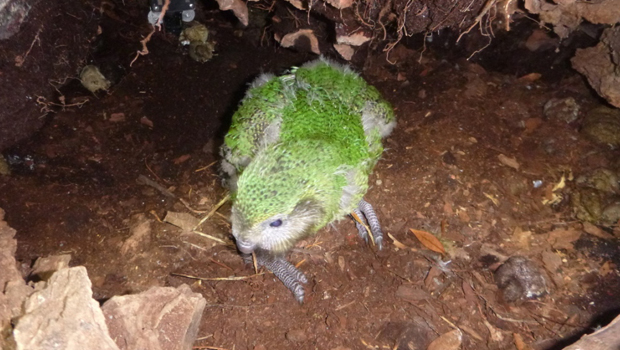 Kakapo naming auction takes flight
