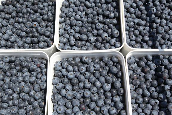 New research reveals blueberries were never blue at all