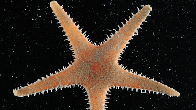 Plague kills millions of starfish