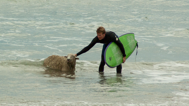 Sheep rescued from Gisborne surf