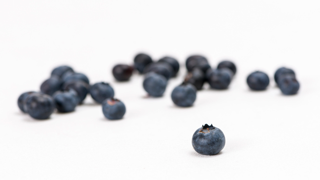 Delayed blueberries finally harvesting
