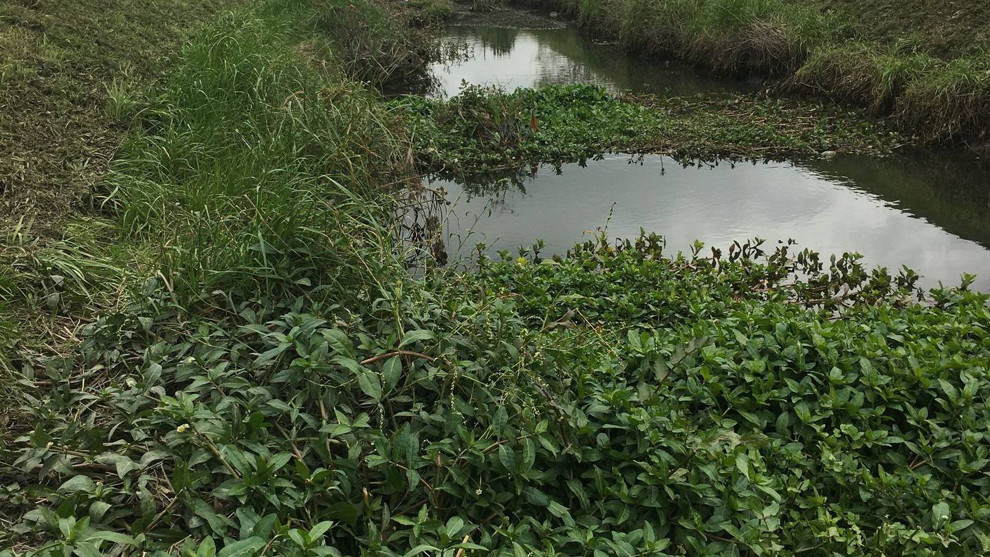 Out-of-control weeds are a big problem on Nelson's roundabouts