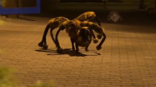 VIDEO: Mutant Giant Spider Dog prank (YouTube's most watched 2014)