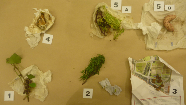 Man arrested for smuggling plants in his underwear