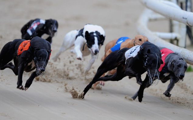 Greyhound trainer in WA disqualified