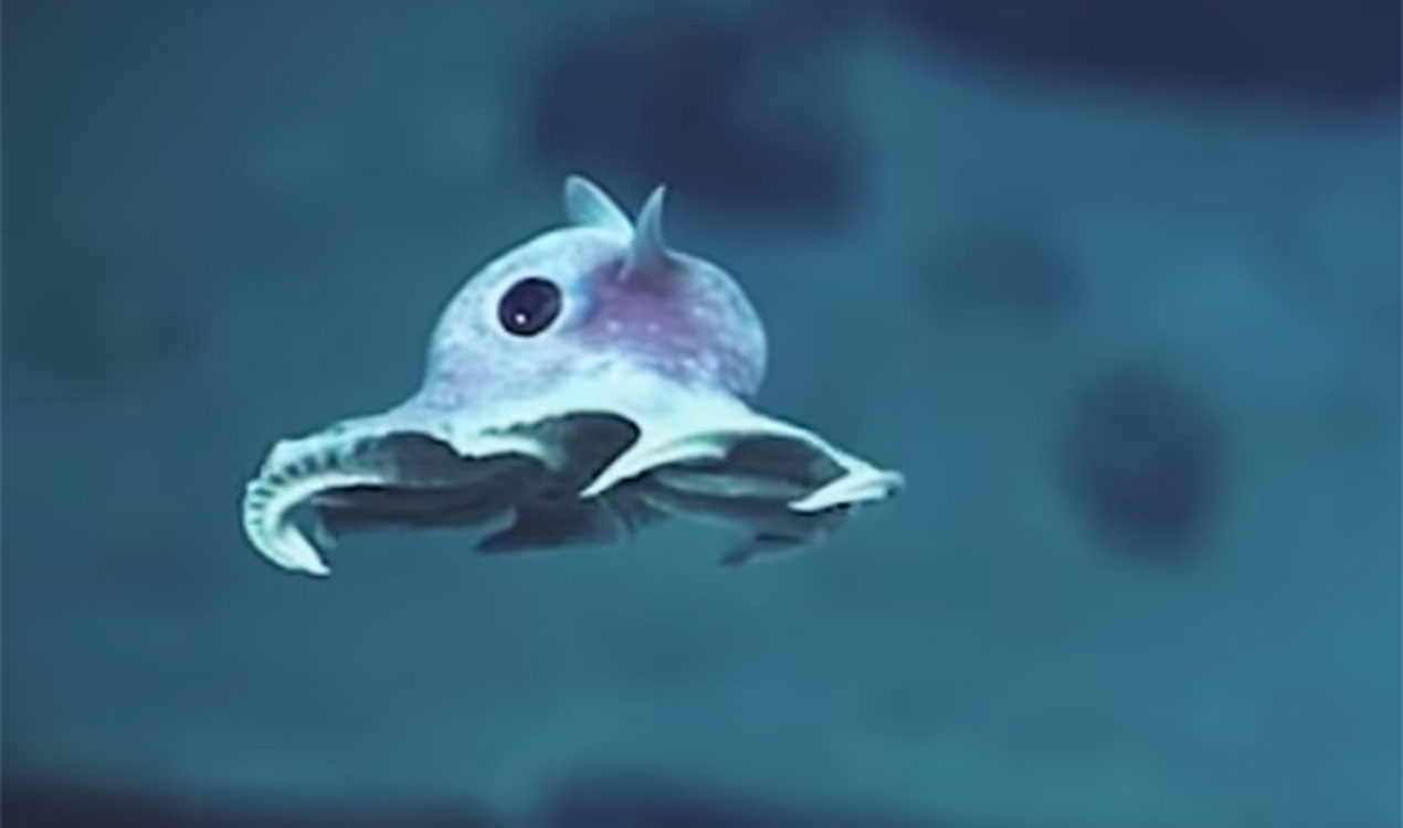 Incredible new creatures caught on camera