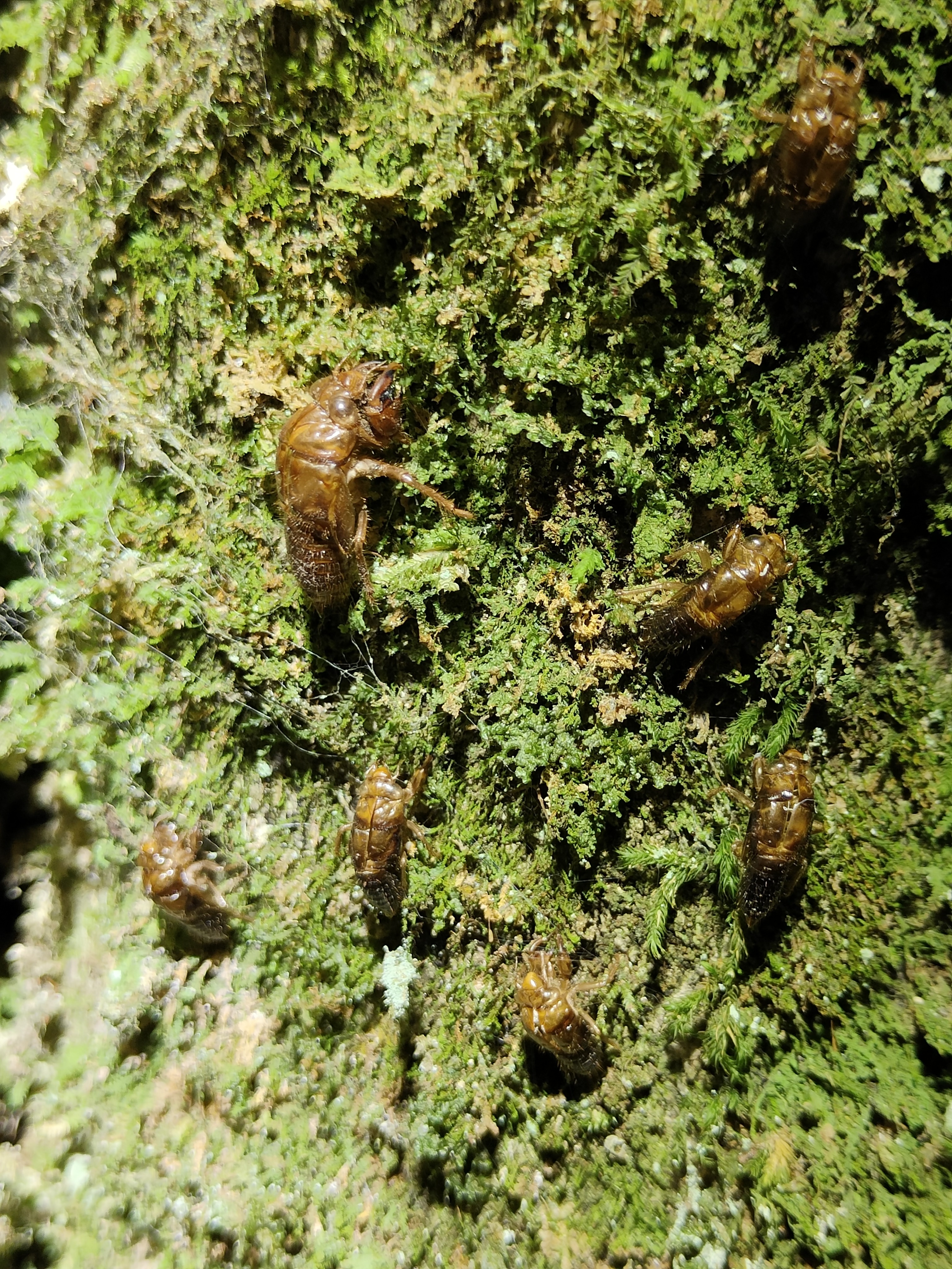 Ruud Kleinpaste: Insects after the storm