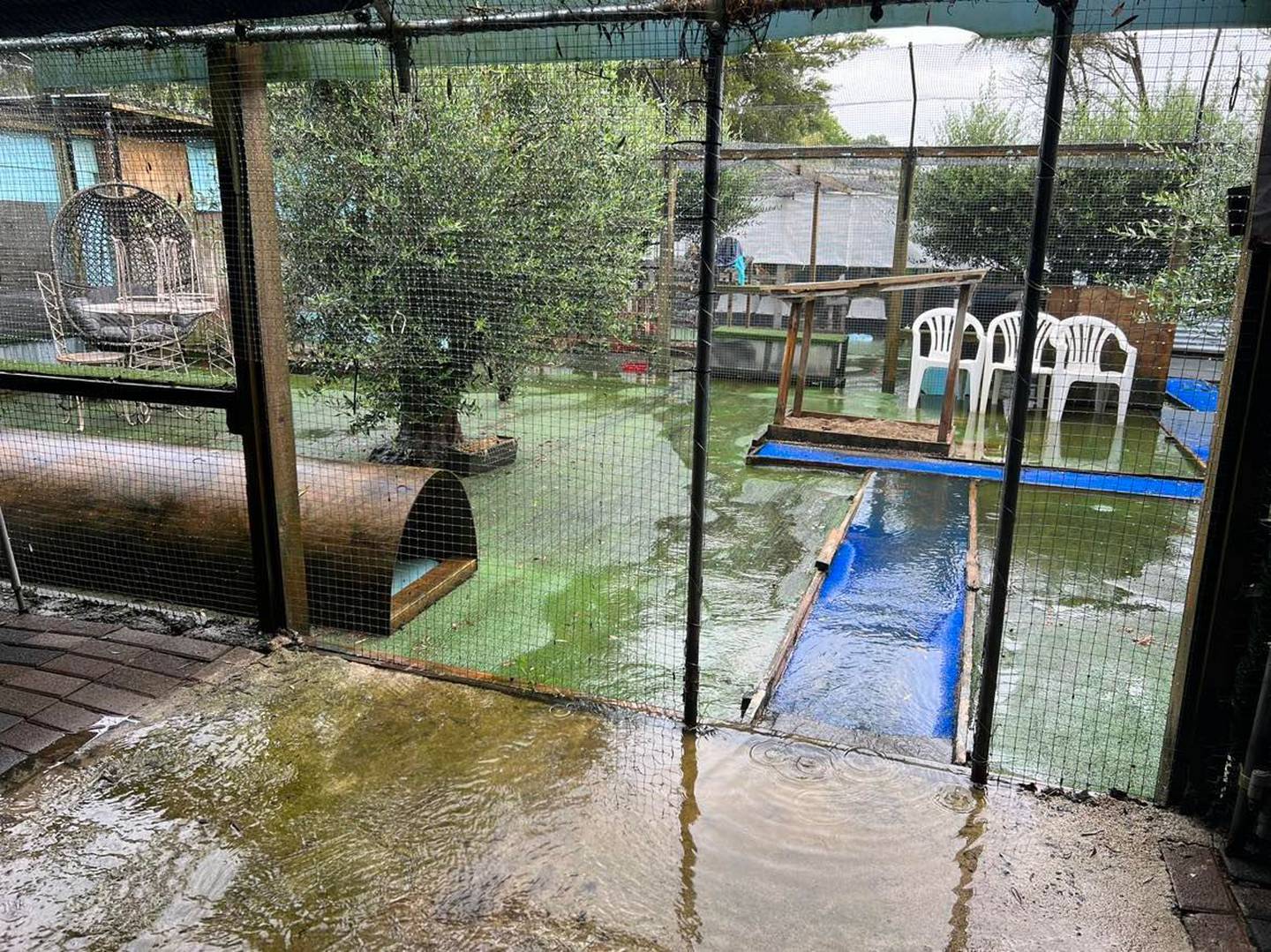 Heartbreak: Auckland flood: Lost pets, flooded paddocks, sanctuaries ...