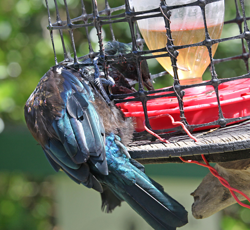 Ruud Kleinpaste: How to look after birds in your garden during winter